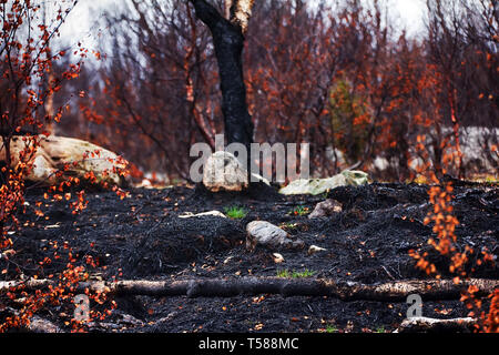 ashes,cinders of fire burned dry leaves on floor. monochromatic Stock ...