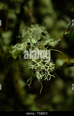 Close-up of Fruticose form lichen growing on a tree branch in spring ...