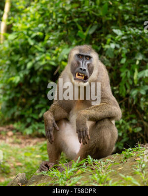 Mandrill Baring Its Teeth Stock Photo - Alamy