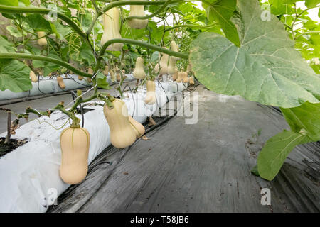 Butternut squash hanging on the tree and growing in the green garden ...