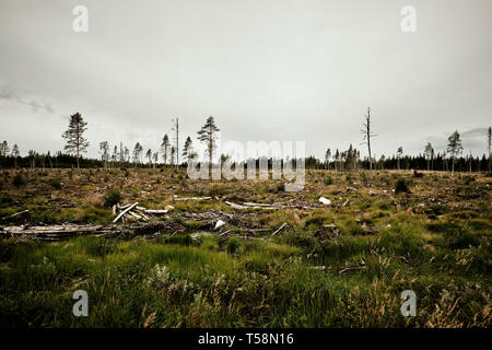 Deforestation of the forest in Sweden Stock Photo - Alamy