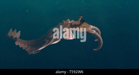 Anomalocaris, life form of the Cambrian period (3d science illustration ...