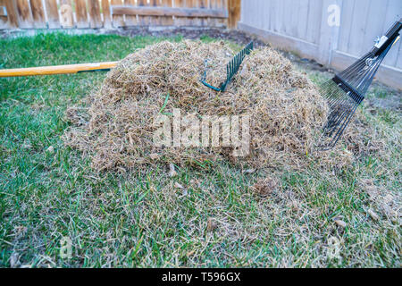 Garden rake and pile of dead grass from lawn after winter Stock Photo Alamy