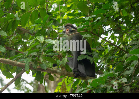 Red-eared monkey Afi mountain Nigeria Stock Photo - Alamy