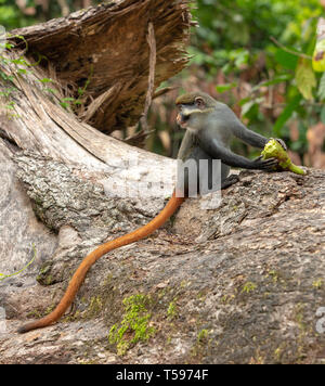 Red-eared monkey Afi mountain Nigeria Stock Photo - Alamy