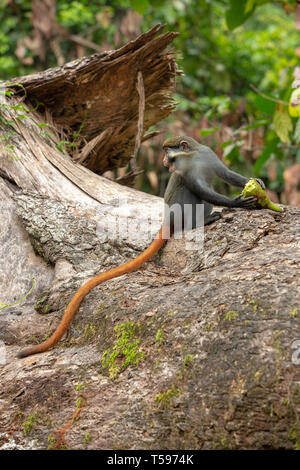 Red-eared monkey Afi mountain Nigeria Stock Photo - Alamy