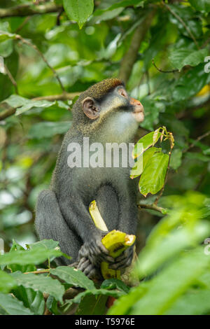 Red-eared monkey Afi mountain Nigeria Stock Photo - Alamy