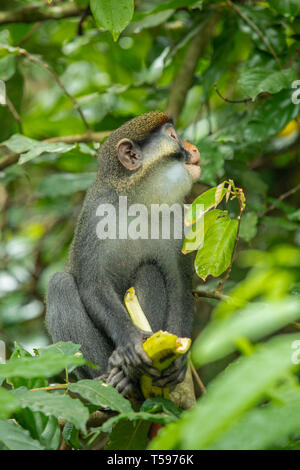 Red-eared monkey Afi mountain Nigeria Stock Photo - Alamy