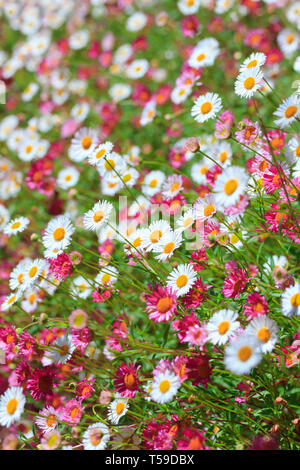 Many little beautiful white flowers spring background Stock Photo - Alamy