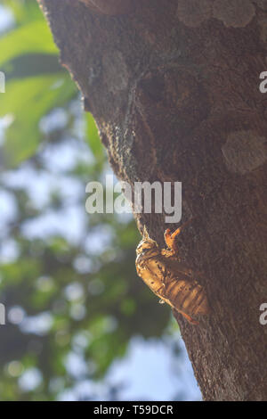 Closeup Molt of Cicada on tree bark Stock Photo - Alamy