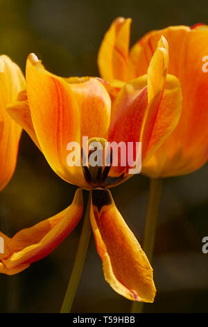Garden tulips nature flower portraits Stock Photo - Alamy