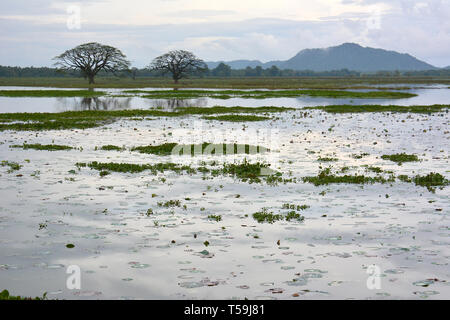 Tissa Wewa. Lake Tissa, Tissamaharama, Hambantota District, Southern ...
