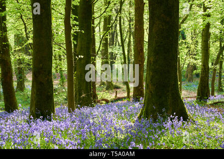 Bluebells at The Wenallt woodland near Cardiff, South Wales Stock Photo ...