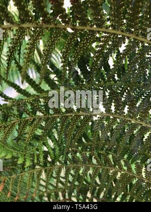 Close-up of patterns on the gate of Strahov Monastery, Prague, Czech ...