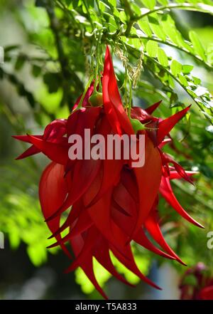 Clianthus puniceus Roseus,red flower,flowers,Lobster claw,tender ...