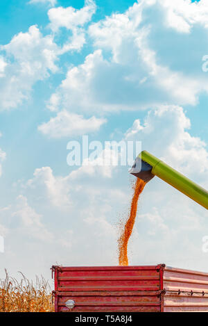 Grain auger of combine pouring corn into tractor trailer Stock Photo ...