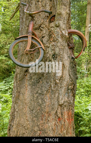 Vashon Island, Washington, USA. Old bike grown into a tree. This is a ...