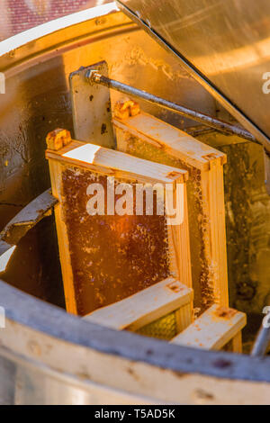 Frames of honey in a honey extractor machine. As the frames of honey ...