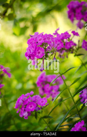 A beautiful view of purple phlox flowers Stock Photo - Alamy