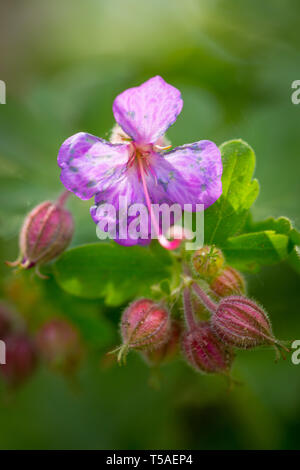 Beautiful purple ping small flowers isolated with blurred green ...