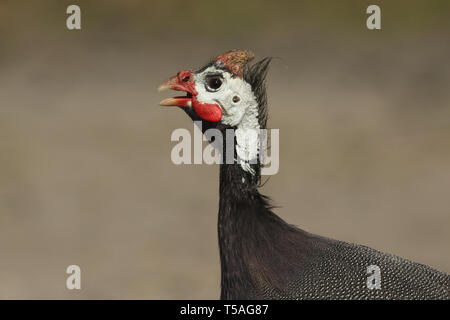 Head of guinea fowl closeup: white skin, red comb, yellow beak, black ...