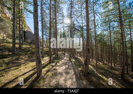 Pine forests around the town of Morella, Spain Stock Photo - Alamy