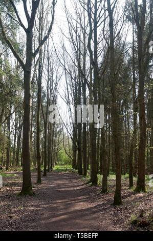 The Woodland Walk, Meon Vale, Long Marston, Warwickshire, England, UK ...