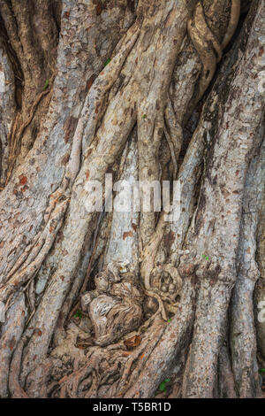 Large tree stump with roots sticking out. Old stump is surrounded by a ...