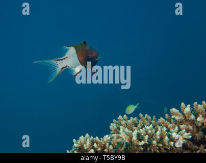 Half and Half, Chromis dimidiata, Hamata, Red Sea, Egypt Stock Photo ...