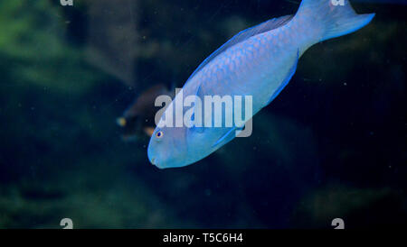 Beautiful Parrot-Fish swimming downward into the water with plant-life ...