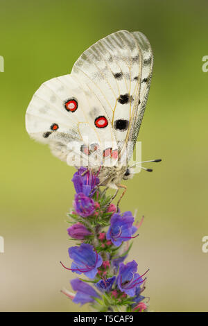 Apollo Buterfly Parnassius apollo in Czech Republic Stock Photo - Alamy