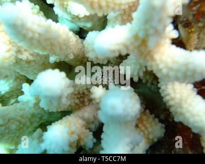 Leopard blenny (Exallias brevis) Taken in Red Sea, Egypt Stock Photo ...