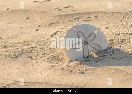 Sand dollar (Dendraster excentricus) shells (endoskeletons) on Sand ...