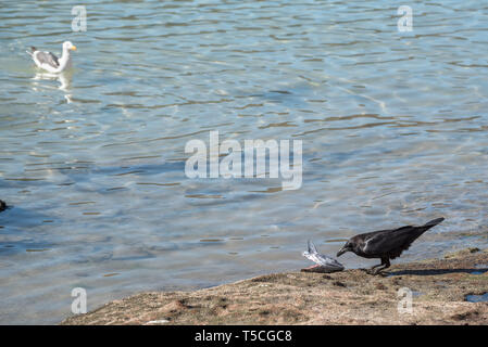 Raven eating a fish head, Espiritu Santo Island, Baja California Sur ...