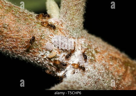. Control of scale insects and mealybugs on ornamentals. Scale insects ...