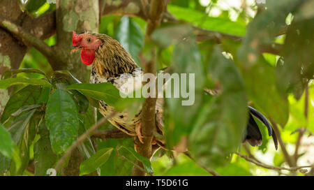 Chicken roosting in a tree Stock Photo - Alamy