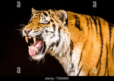 siberian tiger baring teeth Stock Photo - Alamy