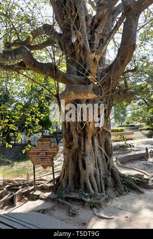 Magic Tree, Choeung Ek, Killing Fields, Cambodia, Phnom Penh Stock ...