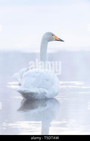 Whooper swan (Cygnus cygnus) in Muonio, Finland Stock Photo - Alamy