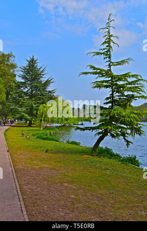 View of ducks in Cardiff Roath Park Stock Photo - Alamy