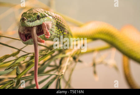Baron's Green Racer Snake Stock Photo - Alamy