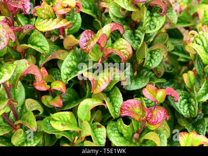 Leucothoe axillaris 'Curly Red', evergreen shrub with curled glossy ...