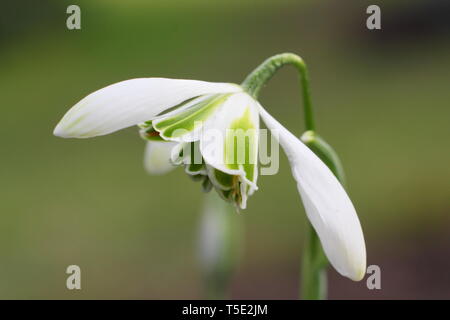 Galanthus 'Jaquenetta'. Distinctive green markings of the double bloom ...