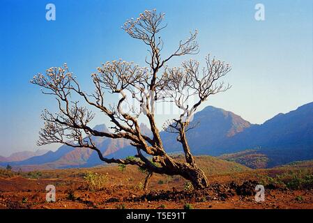 Champak tree in bloom, sahyadri, Maharashtra, India, Asia Stock Photo ...