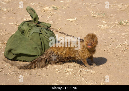 Mongoose tied chain on roadshow, India, Asia Stock Photo - Alamy