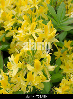 Beautiful blooming yellow azalea flowers in garden Stock Photo - Alamy