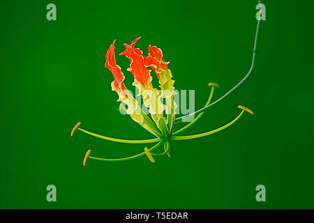 African fire lily, visakhapatna, andhra pradesh, India, Asia Stock ...