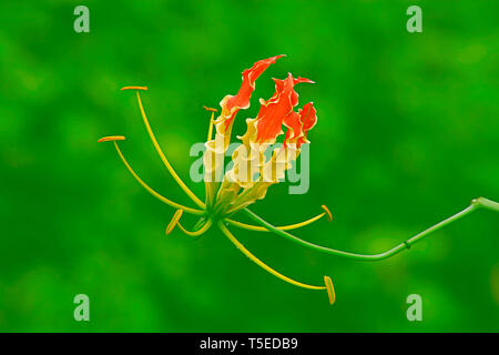 African fire lily, visakhapatna, andhra pradesh, India, Asia Stock ...