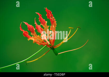 African fire lily, visakhapatna, andhra pradesh, India, Asia Stock ...