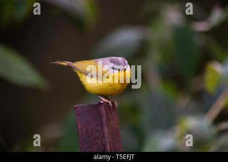 grey-hooded warbler (Phylloscopus xanthoschistos) in Abbott Mount in ...